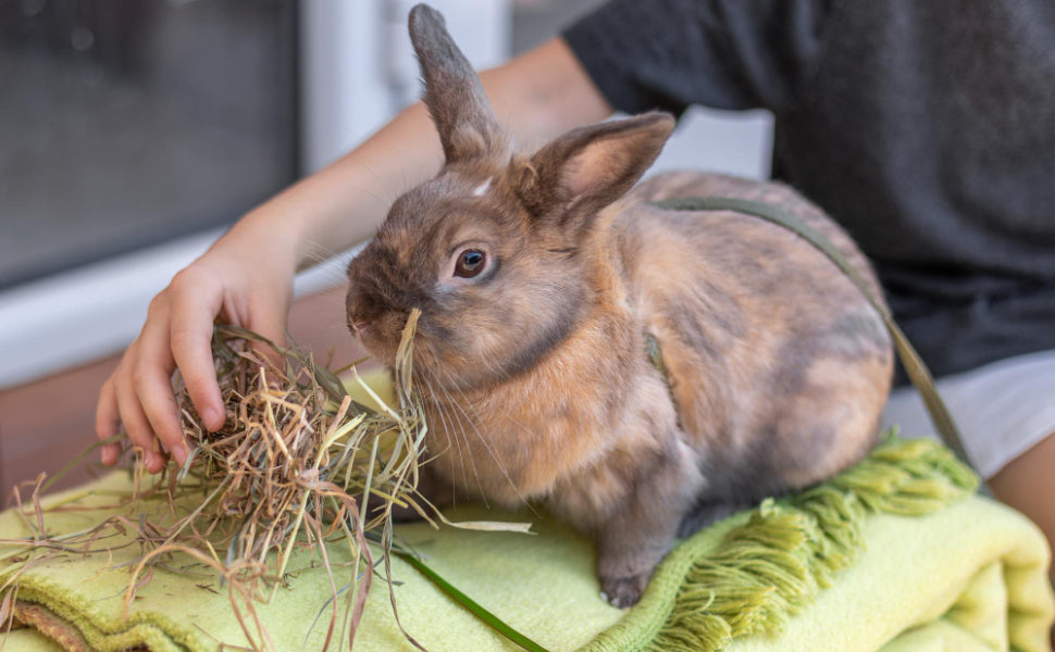 Durfen Kaninchen Weintrauben Essen