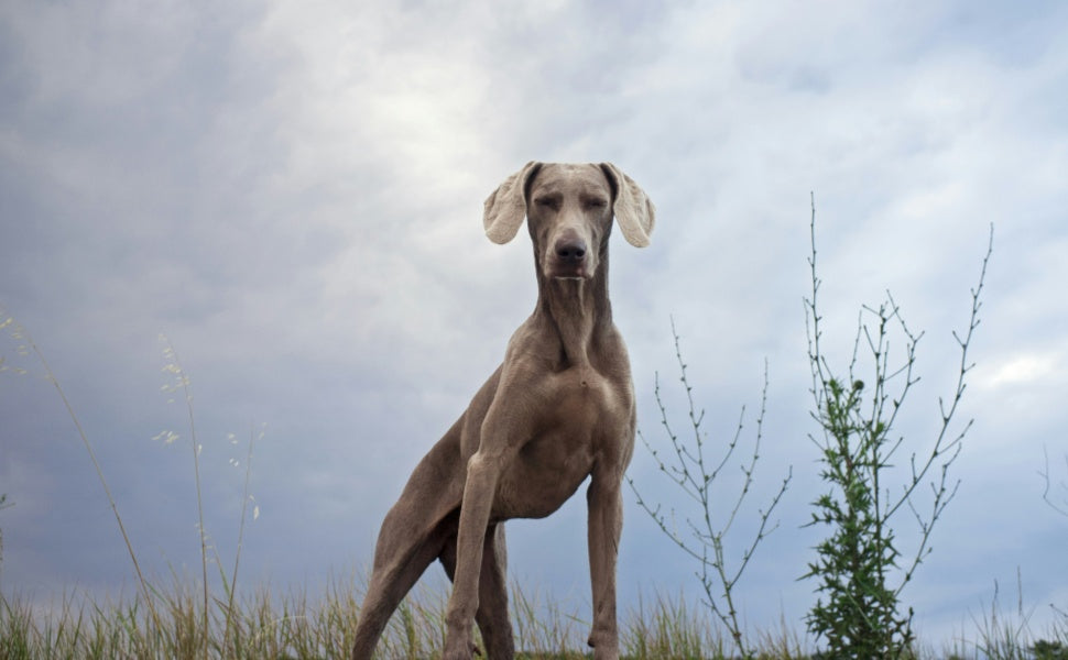 Wie groß ist der größte Hund der Welt? Ist eine große Hundgröße besser ...